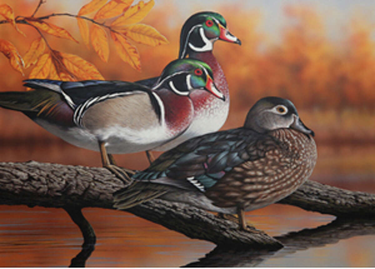 CT duck stamps: Iconic waterfowl art, saves wetlands