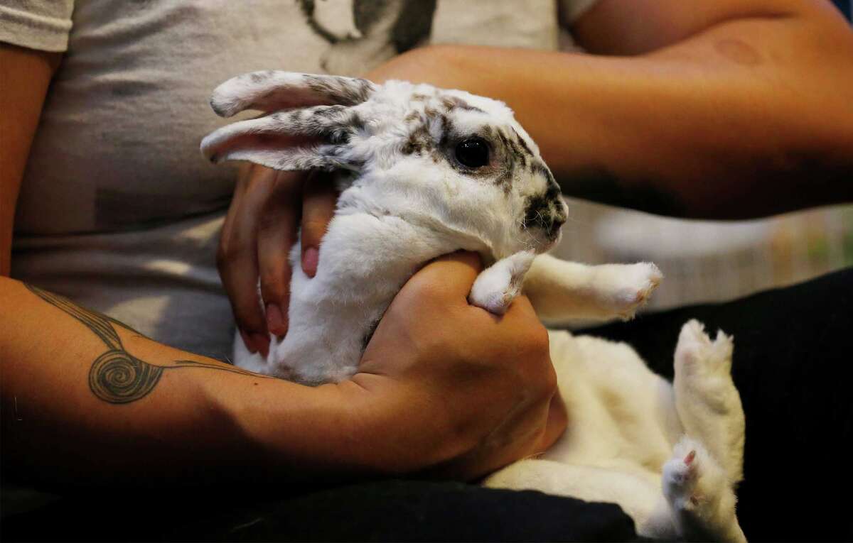 Rabbits as indoor pets