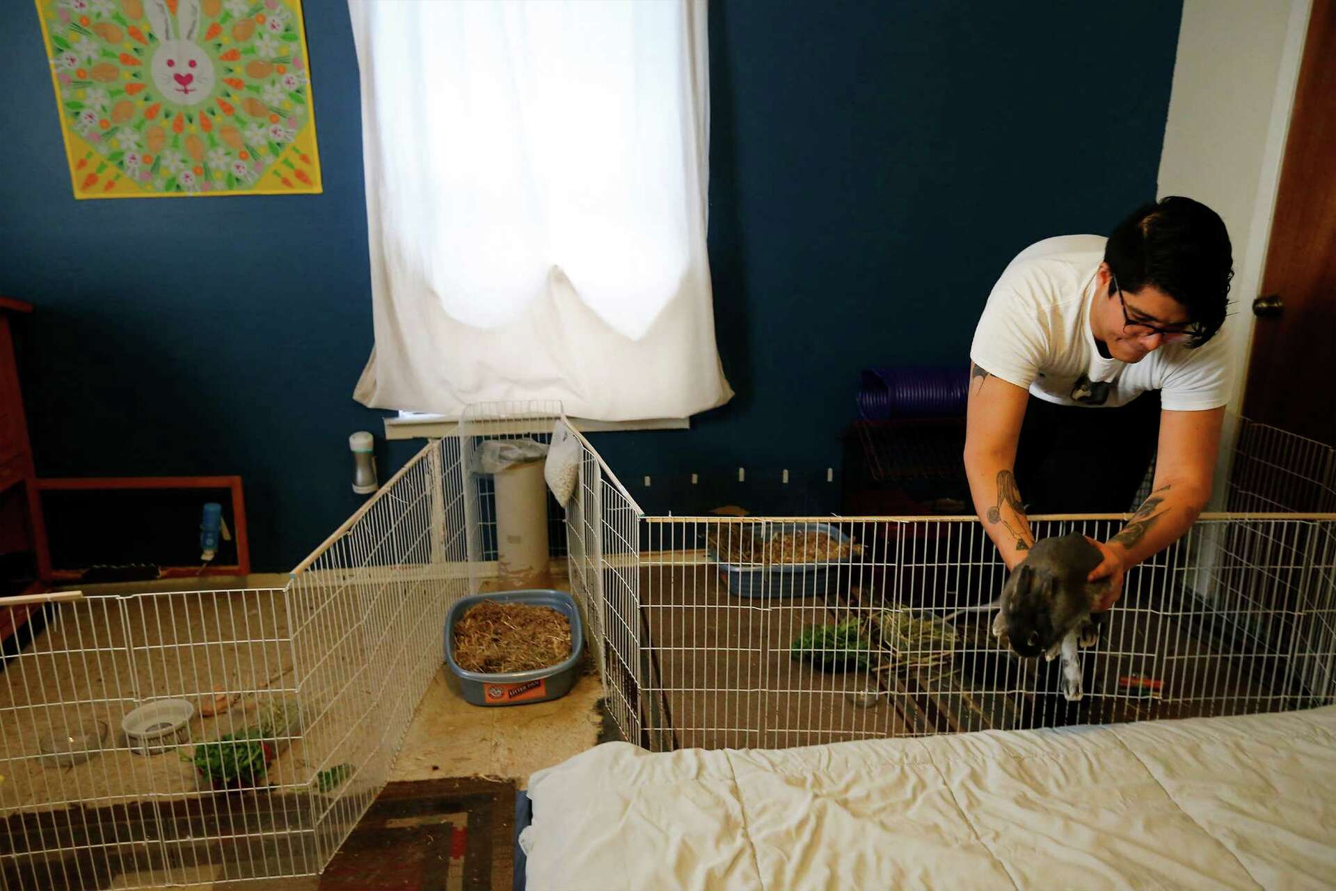 Rabbits as indoor pets