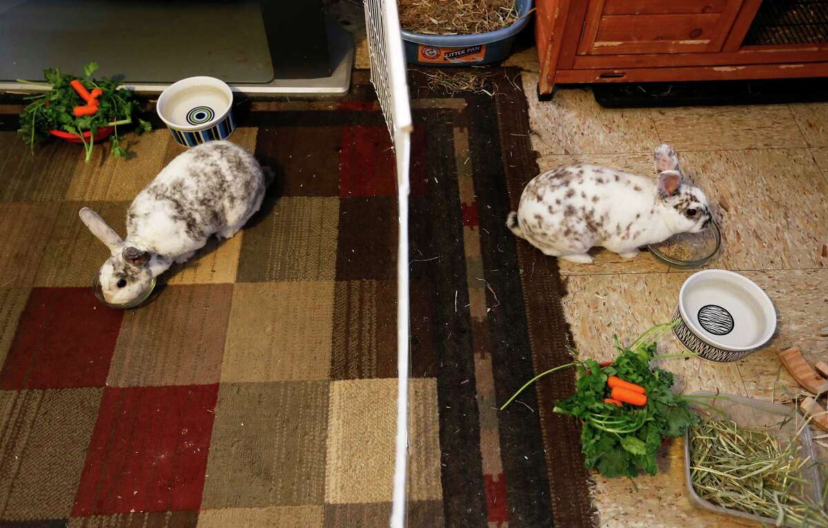 Rabbits as indoor pets