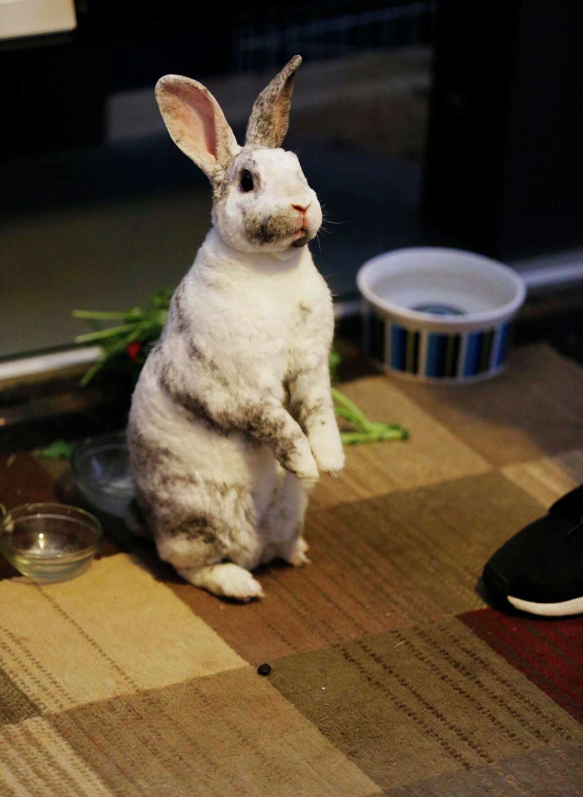 Rabbits as indoor pets
