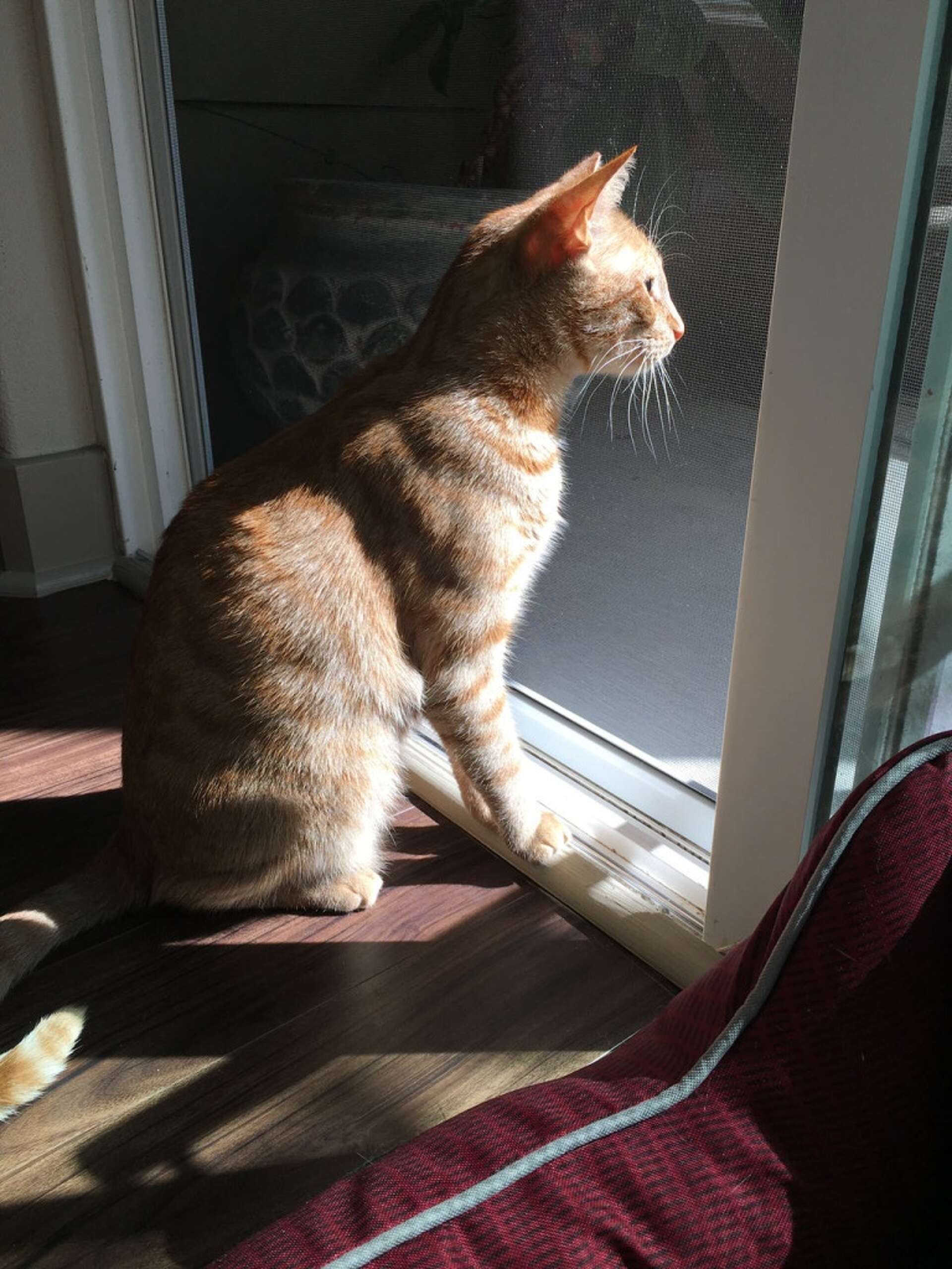 Seattle's top cat names: They're not 'Boots' or 'Whiskers,' but more human