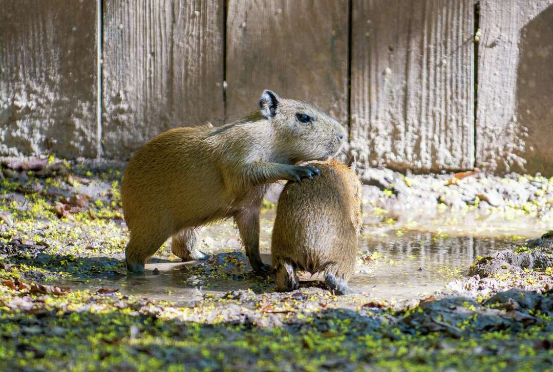 Twin capybaras born at the Houston Zoo