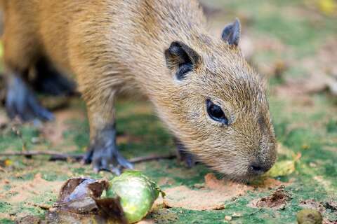 Twin capybaras born at the Houston Zoo