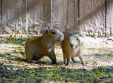 Twin capybaras born at the Houston Zoo