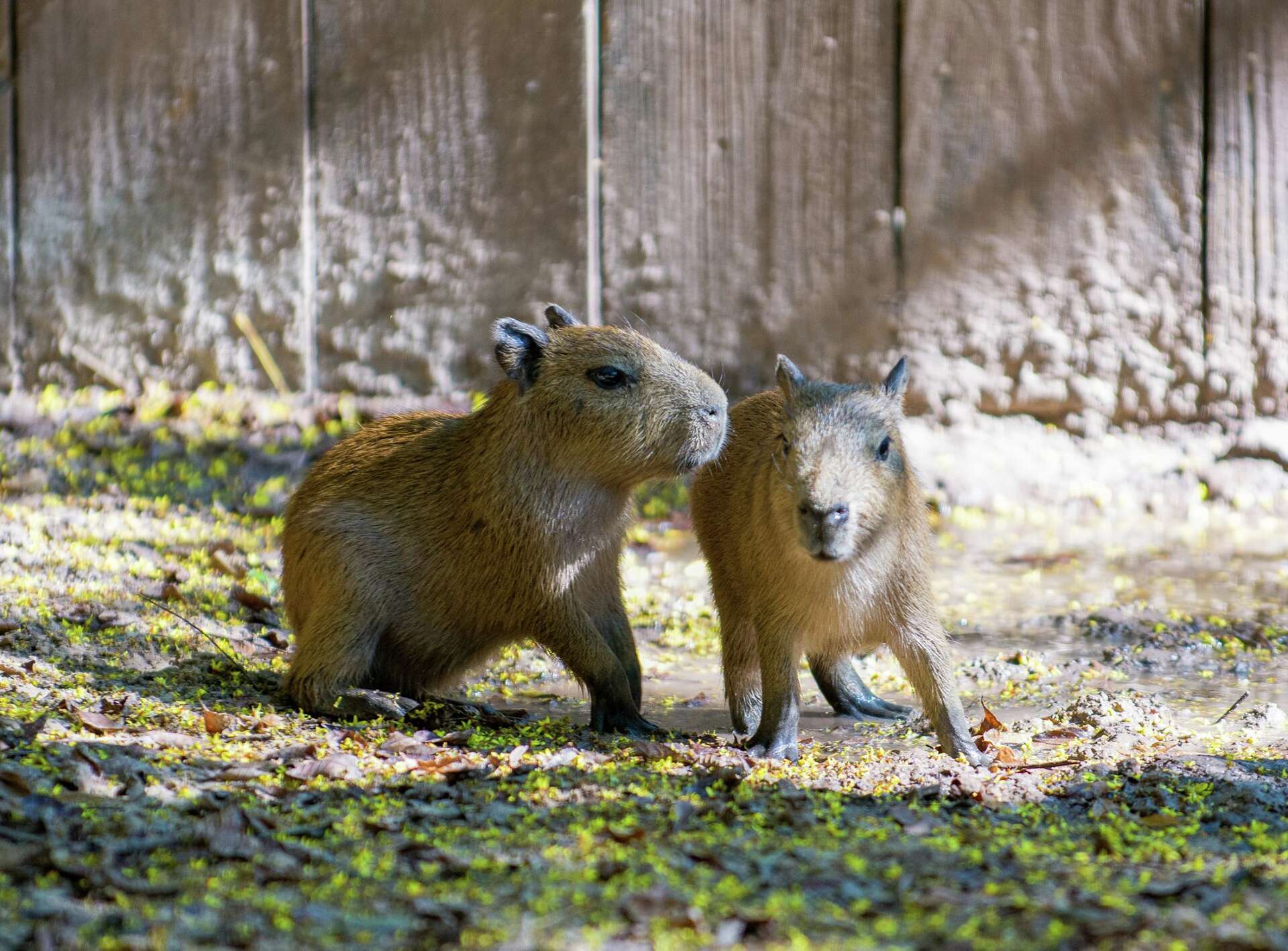 Twin capybaras born at the Houston Zoo