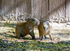 Twin capybaras born at the Houston Zoo