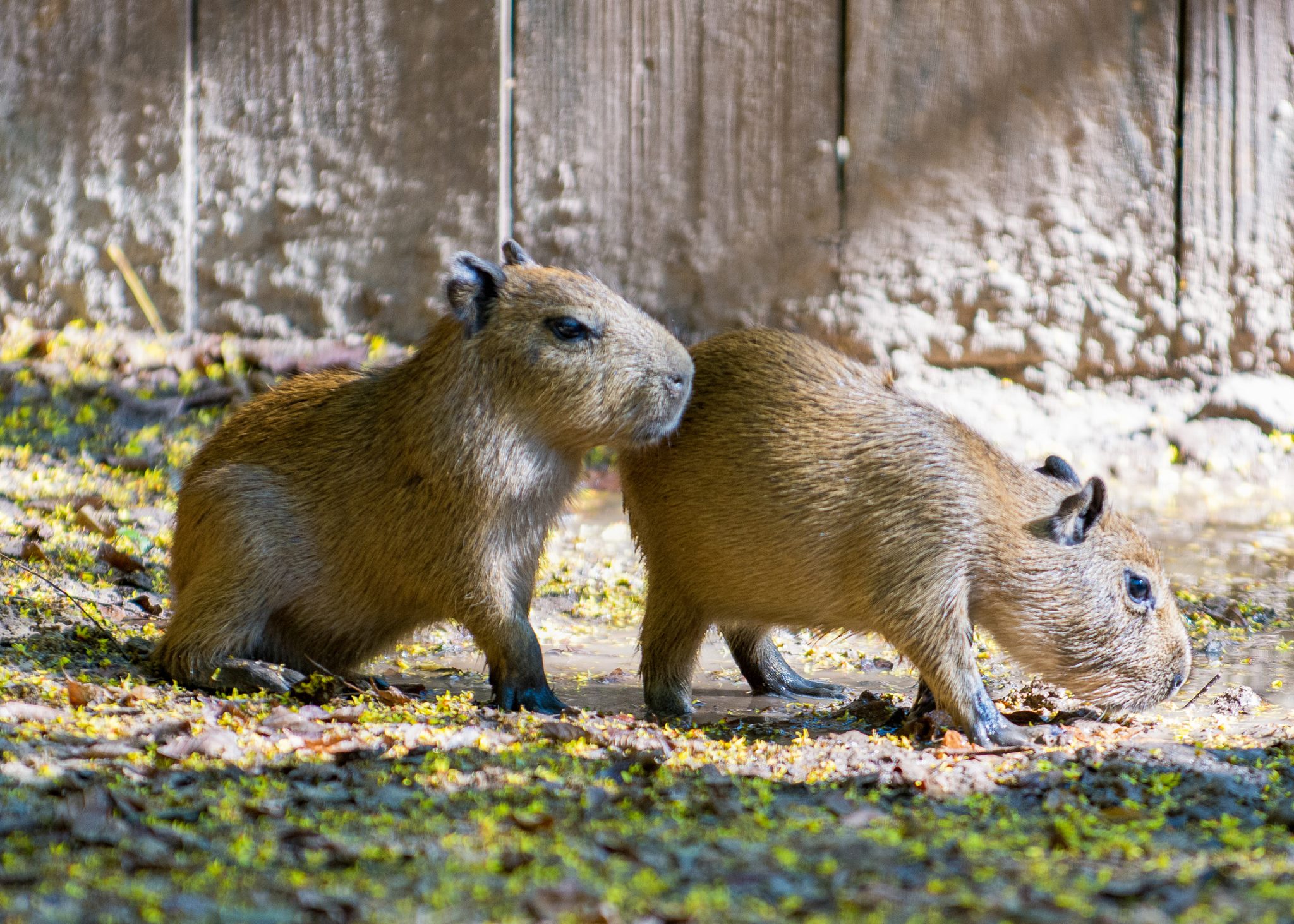 Twin capybaras born at the Houston Zoo