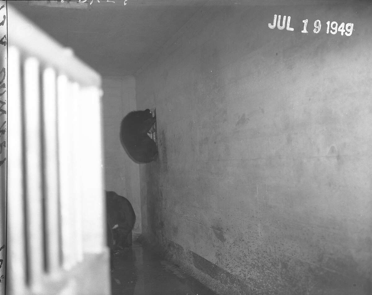 S.F. Zoo escape artist: When the ‘Bear Hunt for Pokey’ transfixed the city