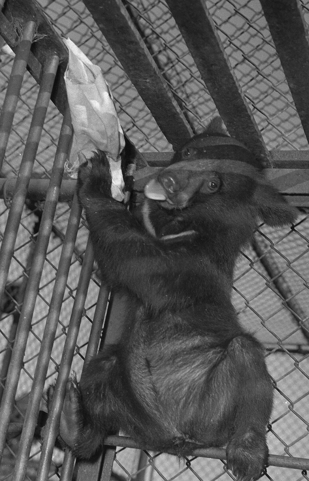 S.F. Zoo escape artist: When the ‘Bear Hunt for Pokey’ transfixed the city