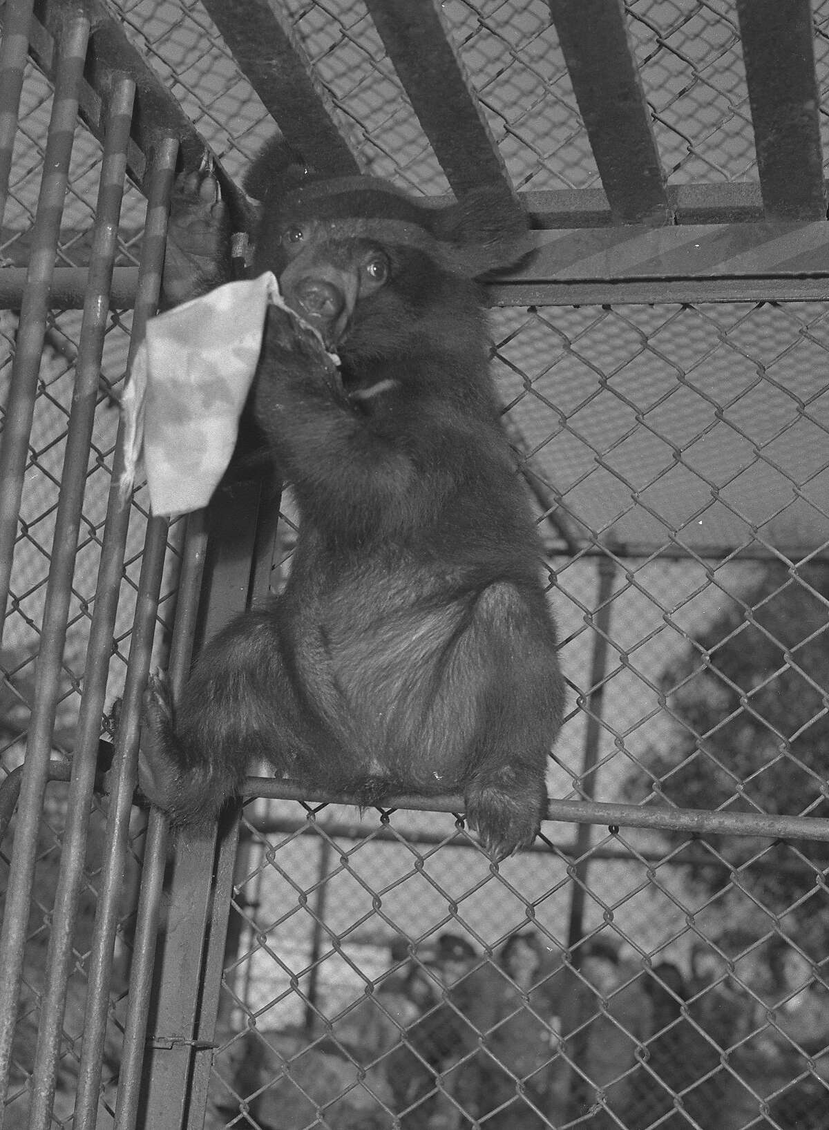 S.F. Zoo escape artist: When the ‘Bear Hunt for Pokey’ transfixed the city