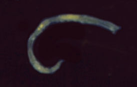 Tiny aquatic worm possible ally in Lake George fight against alien clam