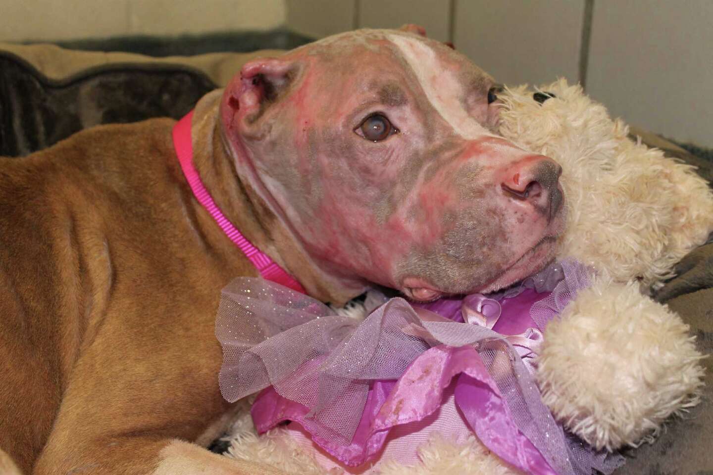 Man who badly burned Rosie the pit bull with acid gets 4 years in prison