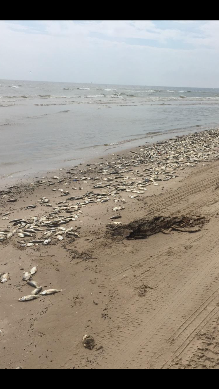 Thousands of fish wash up onto Freeport beach