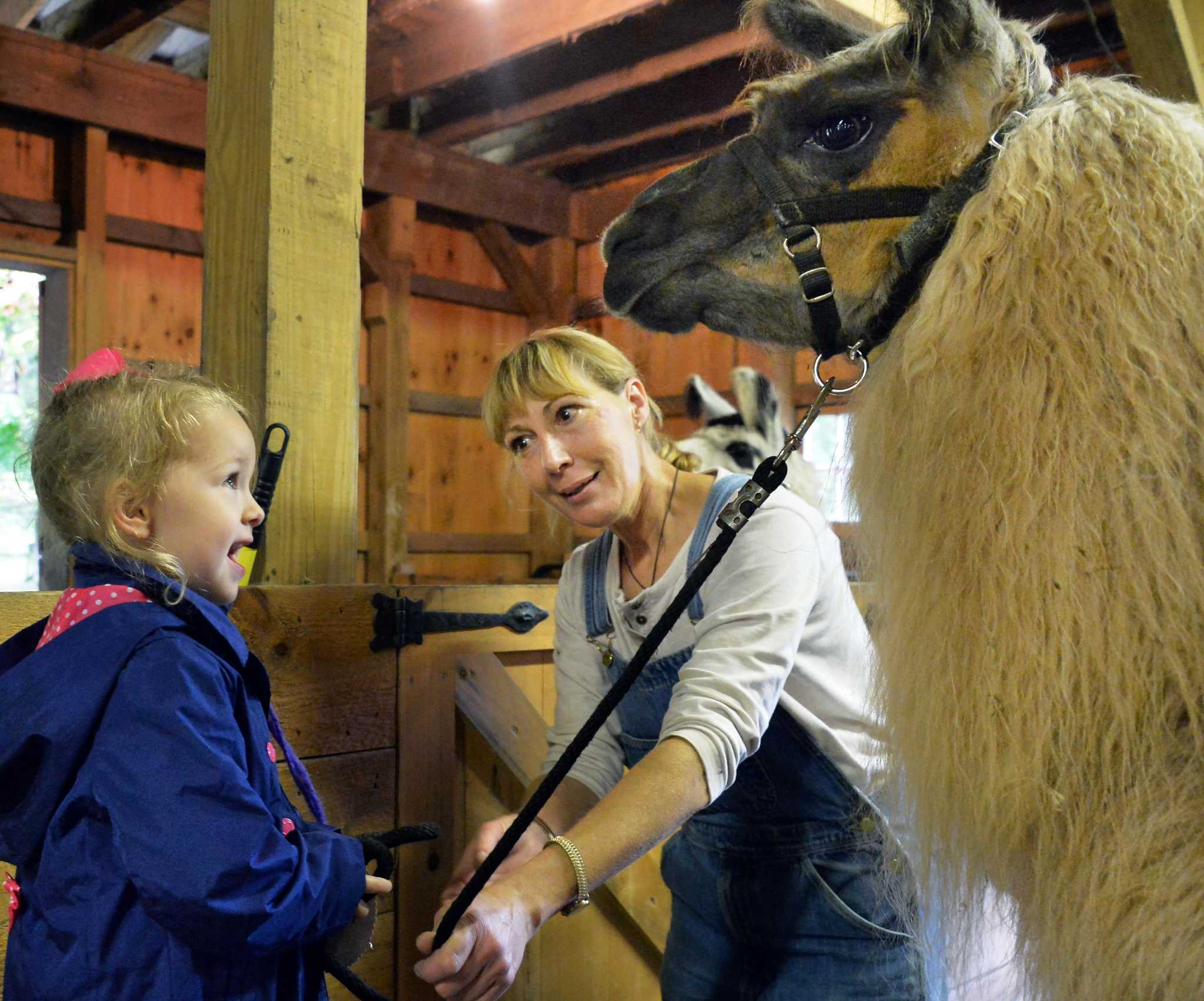 Photos: Preschoolers visit llamas in Altamont
