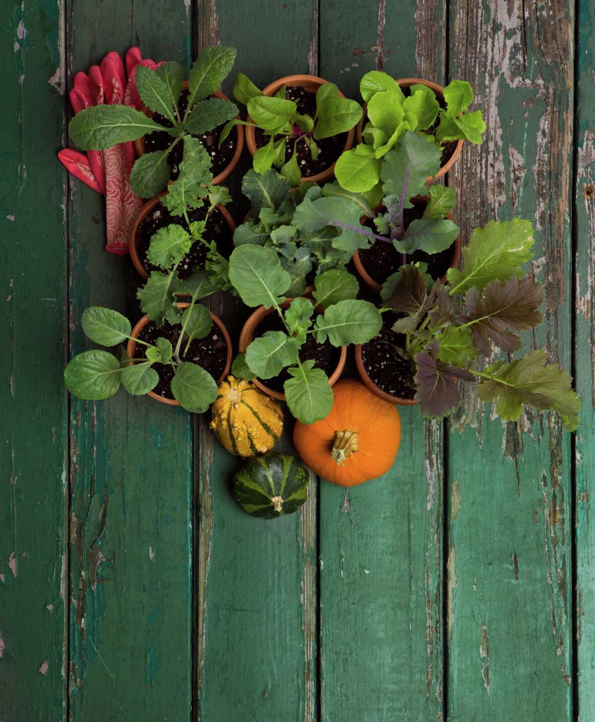 Cole crops thrive when temperatures begin to drop