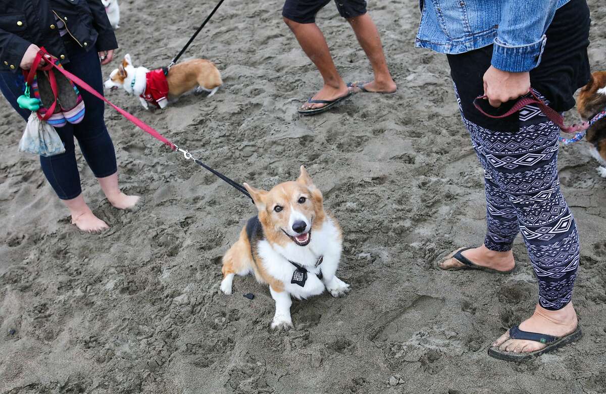 Corgi Con takes over San Francisco's Ocean Beach