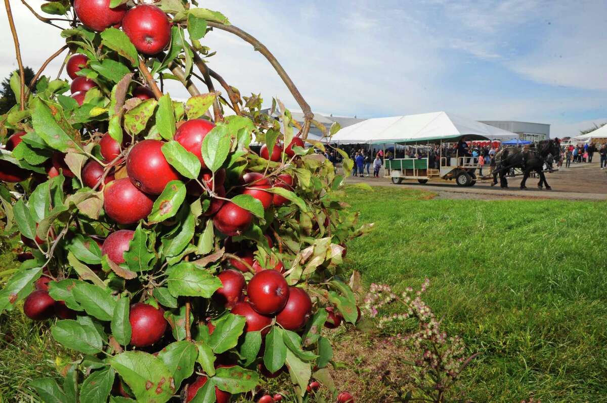 Photos: Goold Orchards Apple Fest