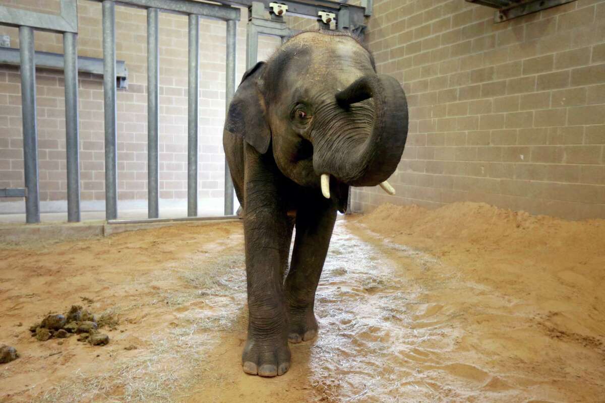 Baylor doctor dedicated to saving young elephants