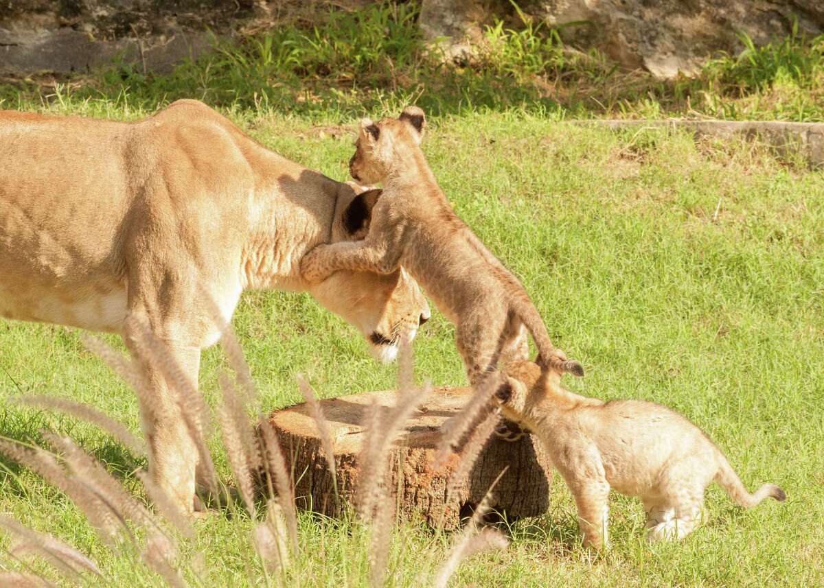 Lion cubs make debut at San Antonio