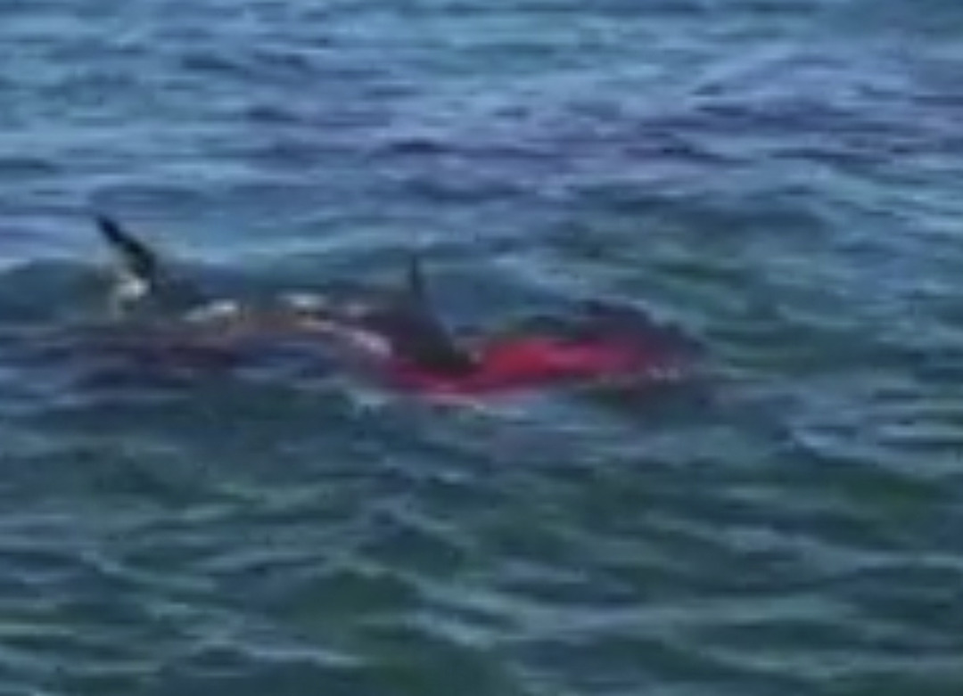 Coast Guard photos catch great white sharks in action off Pacifica