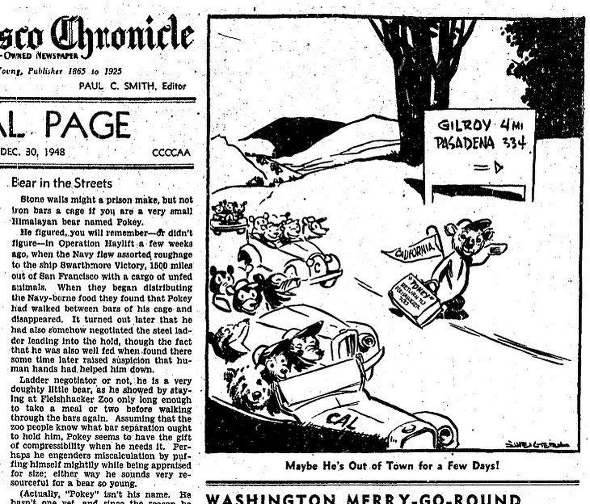 S.F. Zoo escape artist: When the ‘Bear Hunt for Pokey’ transfixed the city