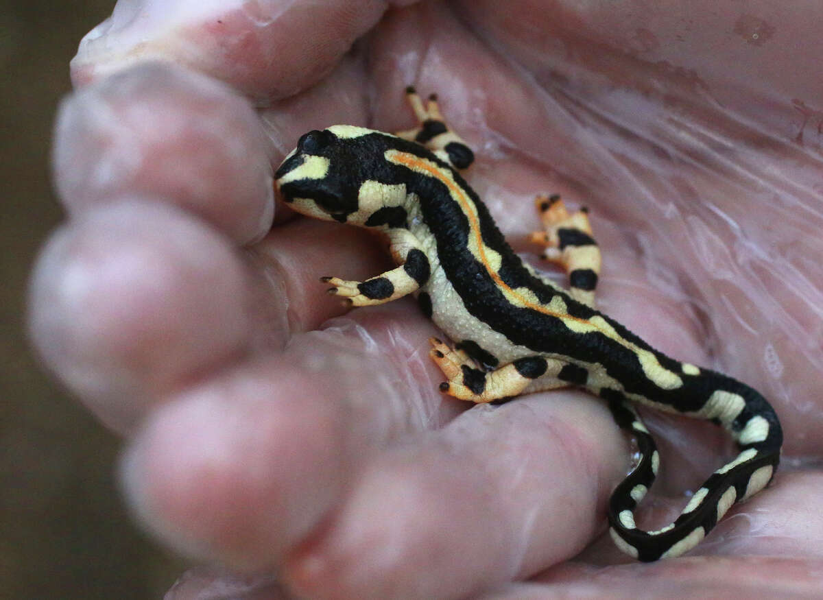 Zoo welcomes 17 Kaiser’s Spotted Newts to amphibian exhibit