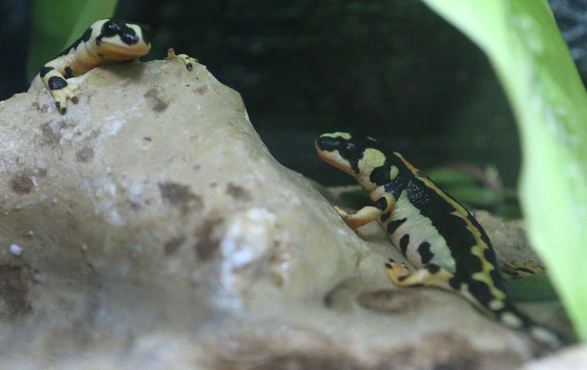 Zoo welcomes 17 Kaiser’s Spotted Newts to amphibian exhibit