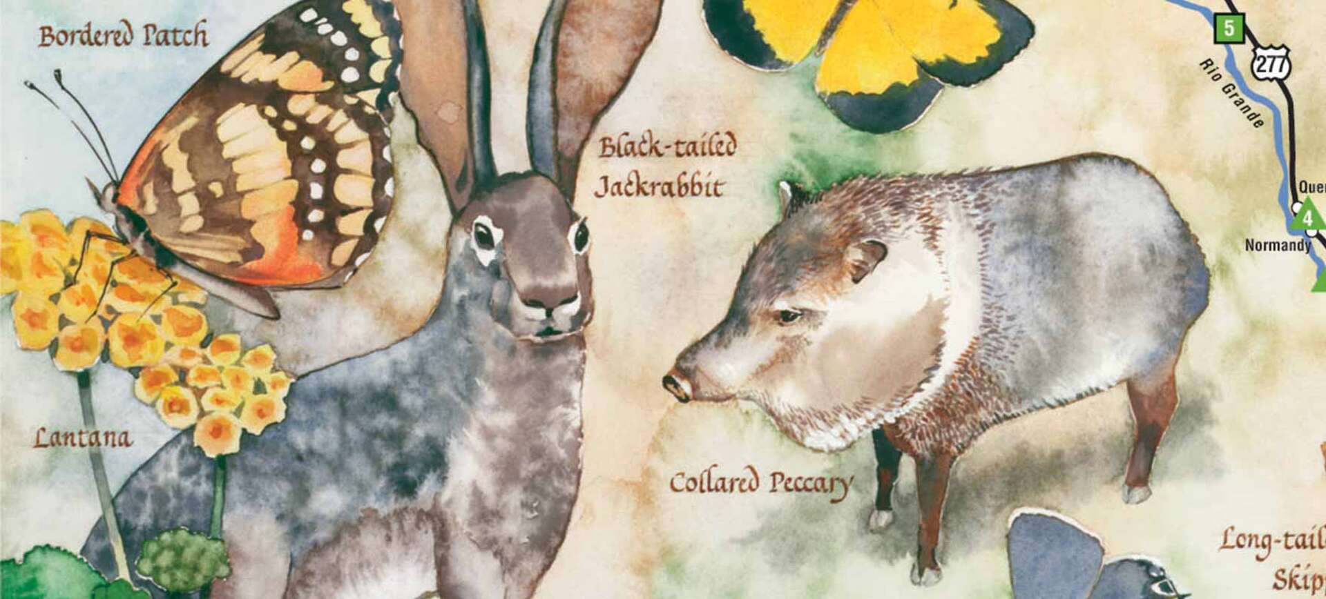 TPWD debuts interactive maps of best Texas road trips for nature lovers