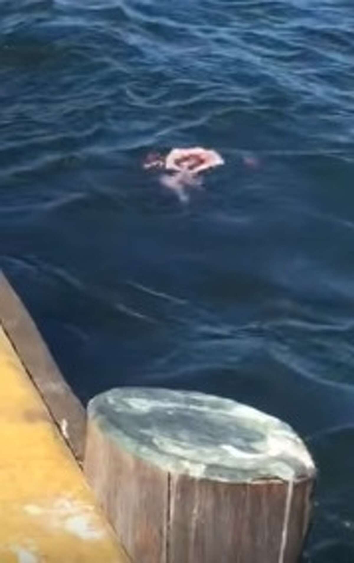 San Antonio residents video rare 'frenzy' between shark and seal at ...