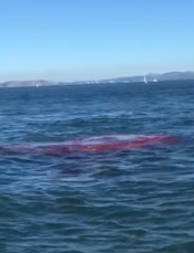 San Antonio residents video rare 'frenzy' between shark and seal at ...