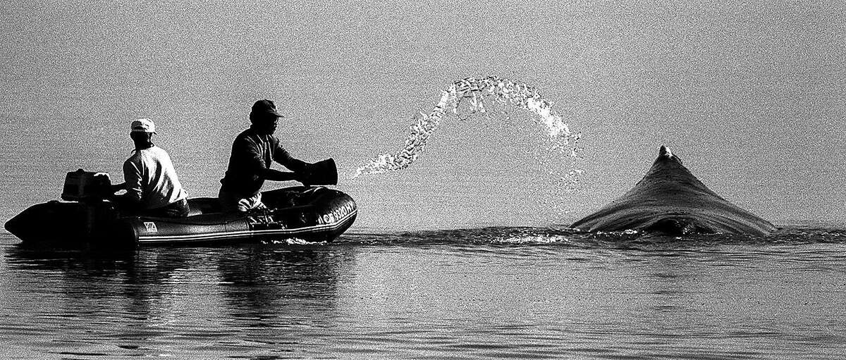 Daring rescue of whale off Farallones / Humpback nuzzled her saviors in ...