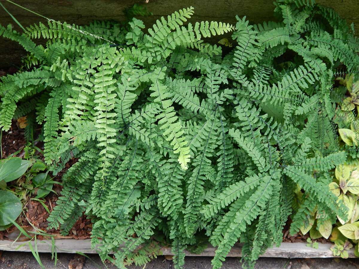 Native ferns: Fronds with benefits
