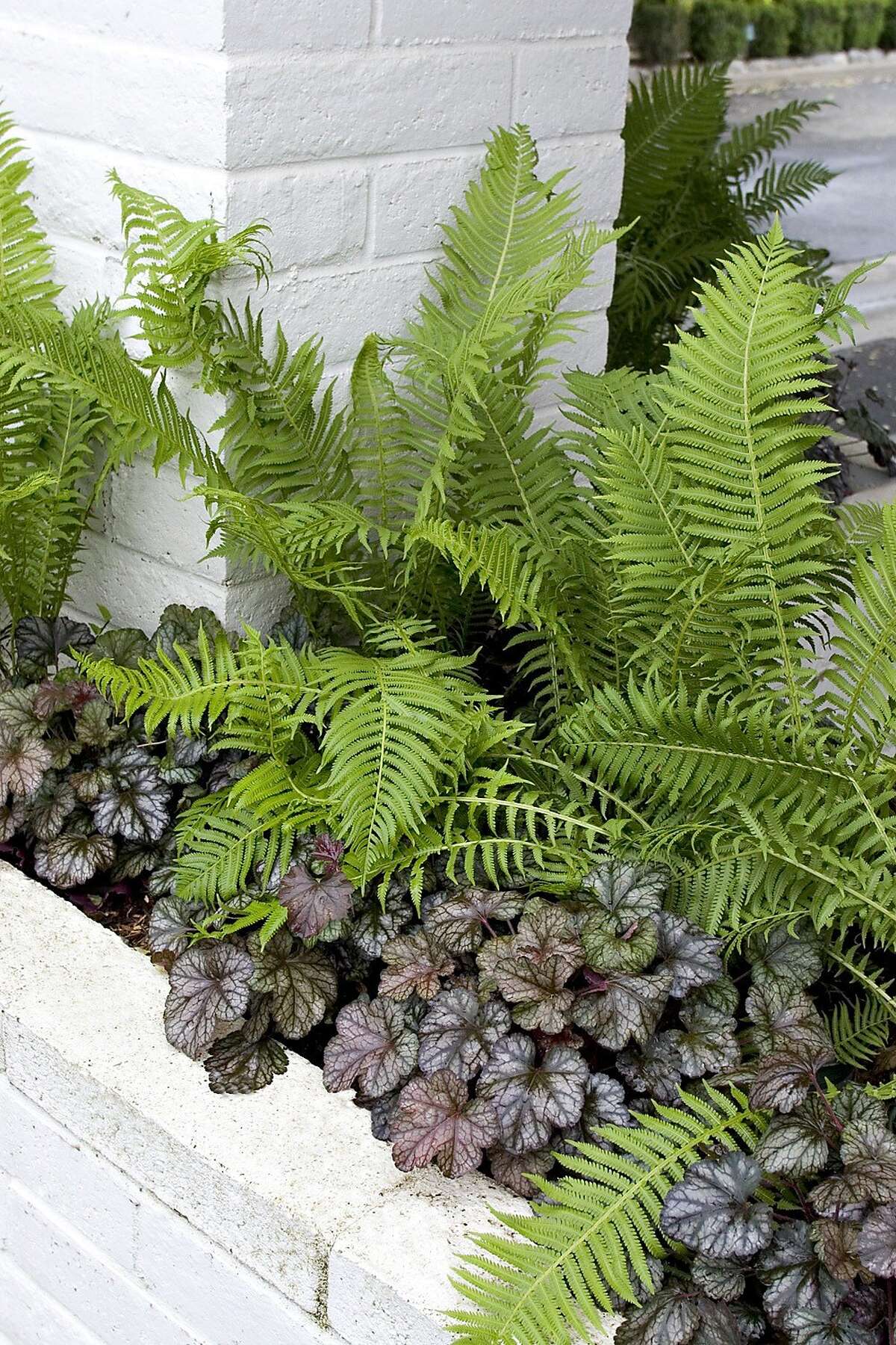 Native ferns: Fronds with benefits