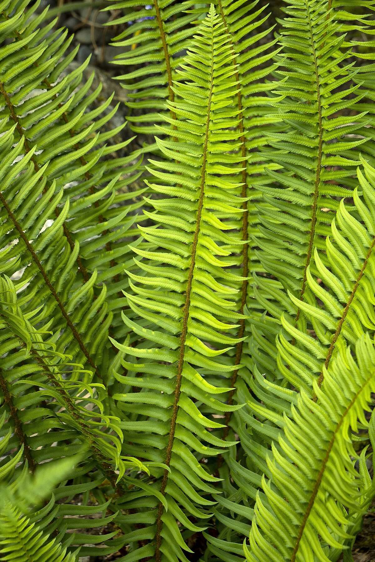 Native ferns: Fronds with benefits