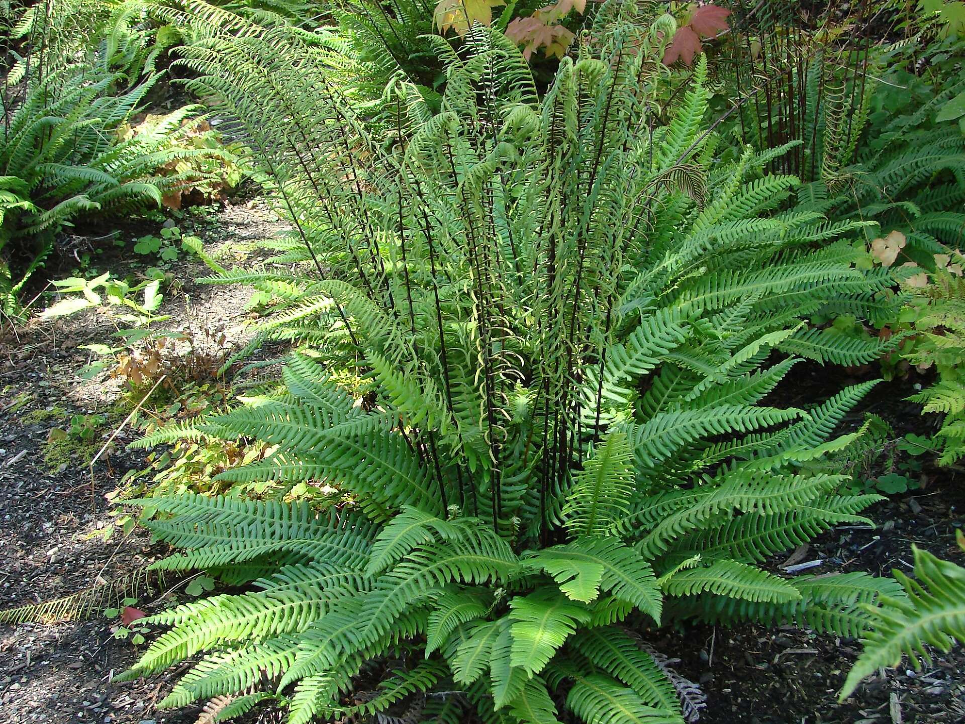 Native ferns: Fronds with benefits