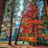 Best bets for fall foliage in the Bay Area and Northern California - SFGate