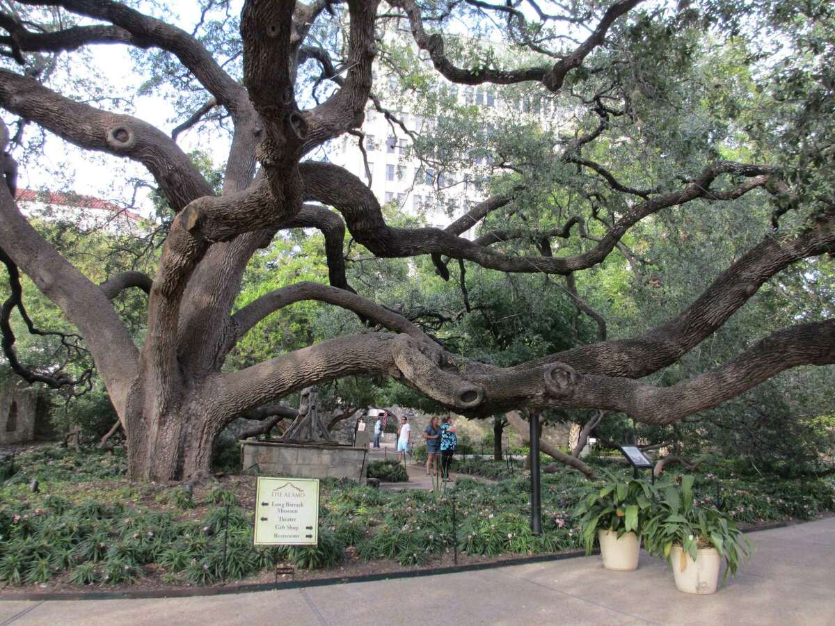 Giant transplanted live oak still thrives on Alamo grounds
