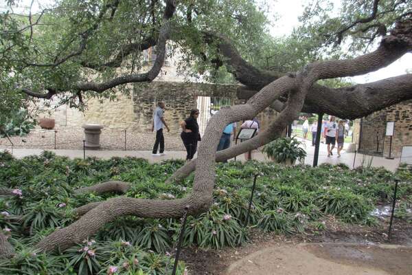 Giant transplanted live oak still thrives on Alamo grounds ...