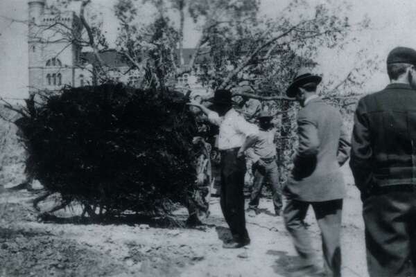 Giant transplanted live oak still thrives on Alamo grounds ...