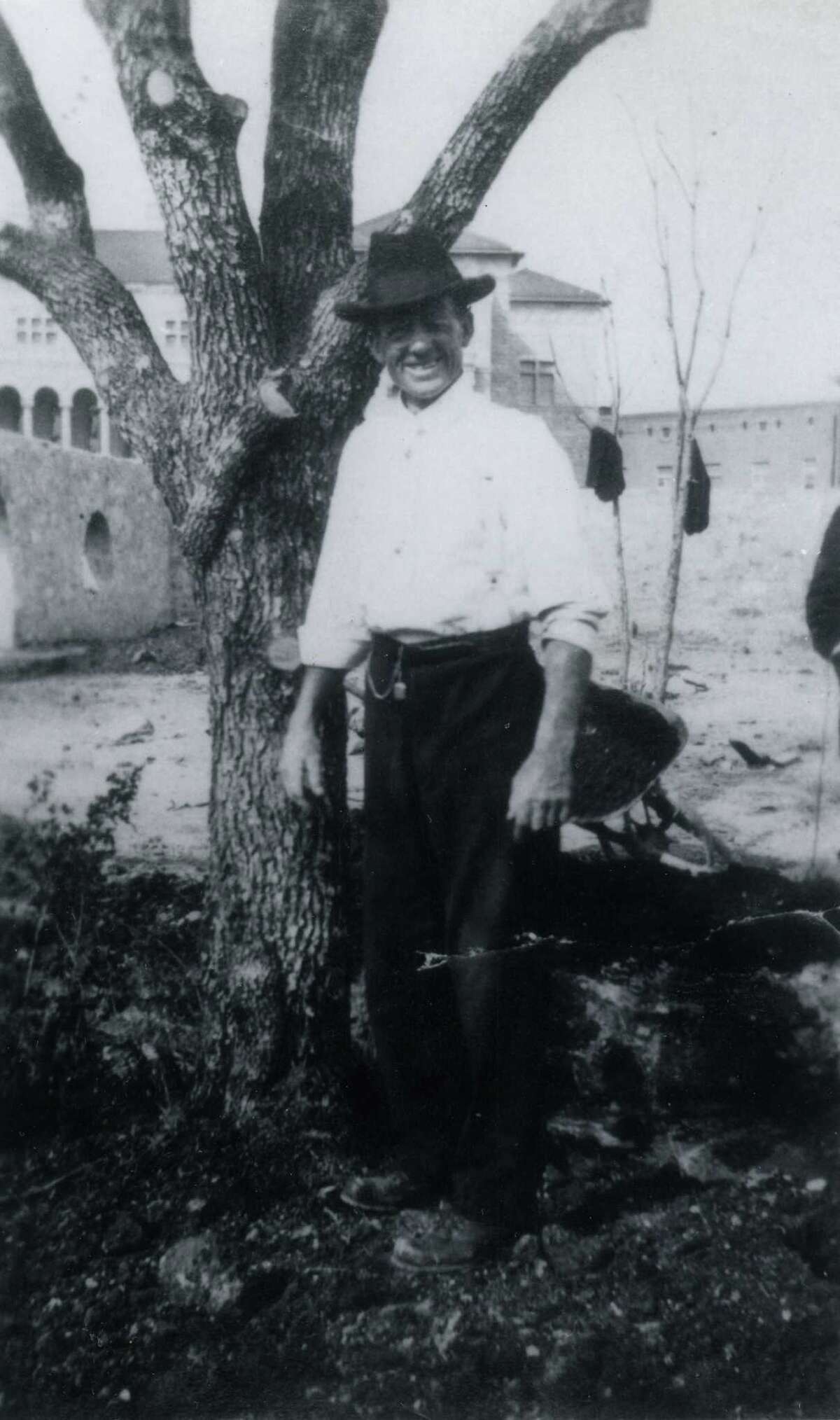 Giant transplanted live oak still thrives on Alamo grounds