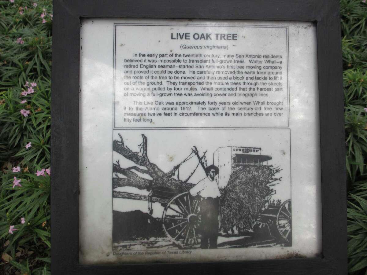 Giant transplanted live oak still thrives on Alamo grounds