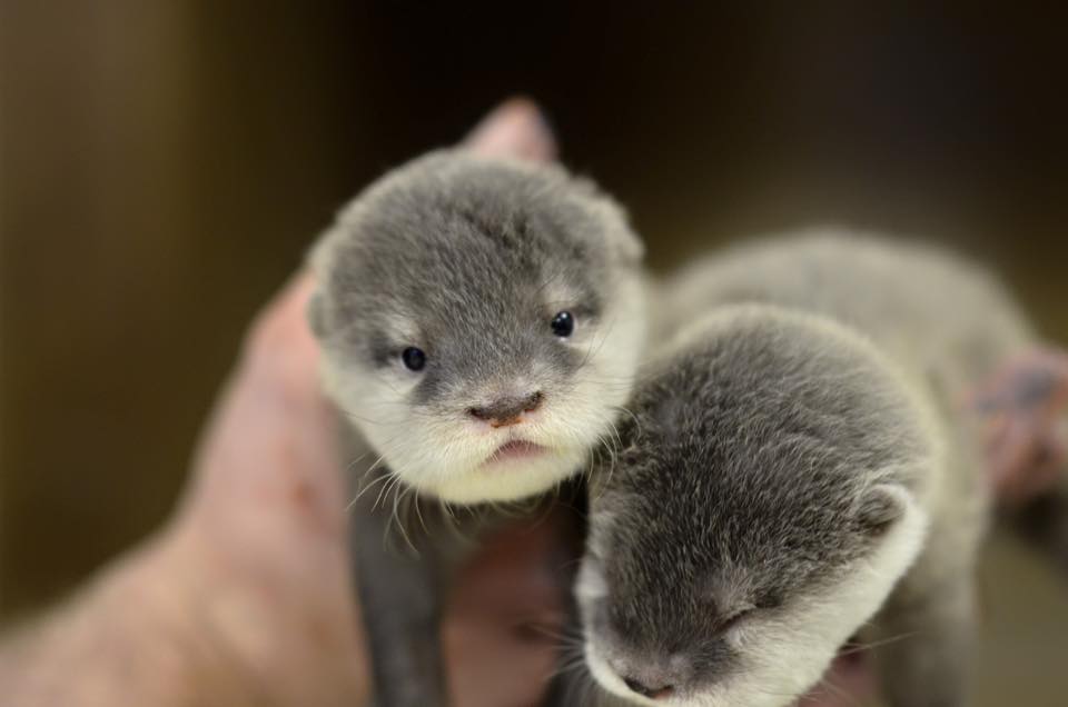 Want to name these adorable otter pups born in New Braunfels? Here's how