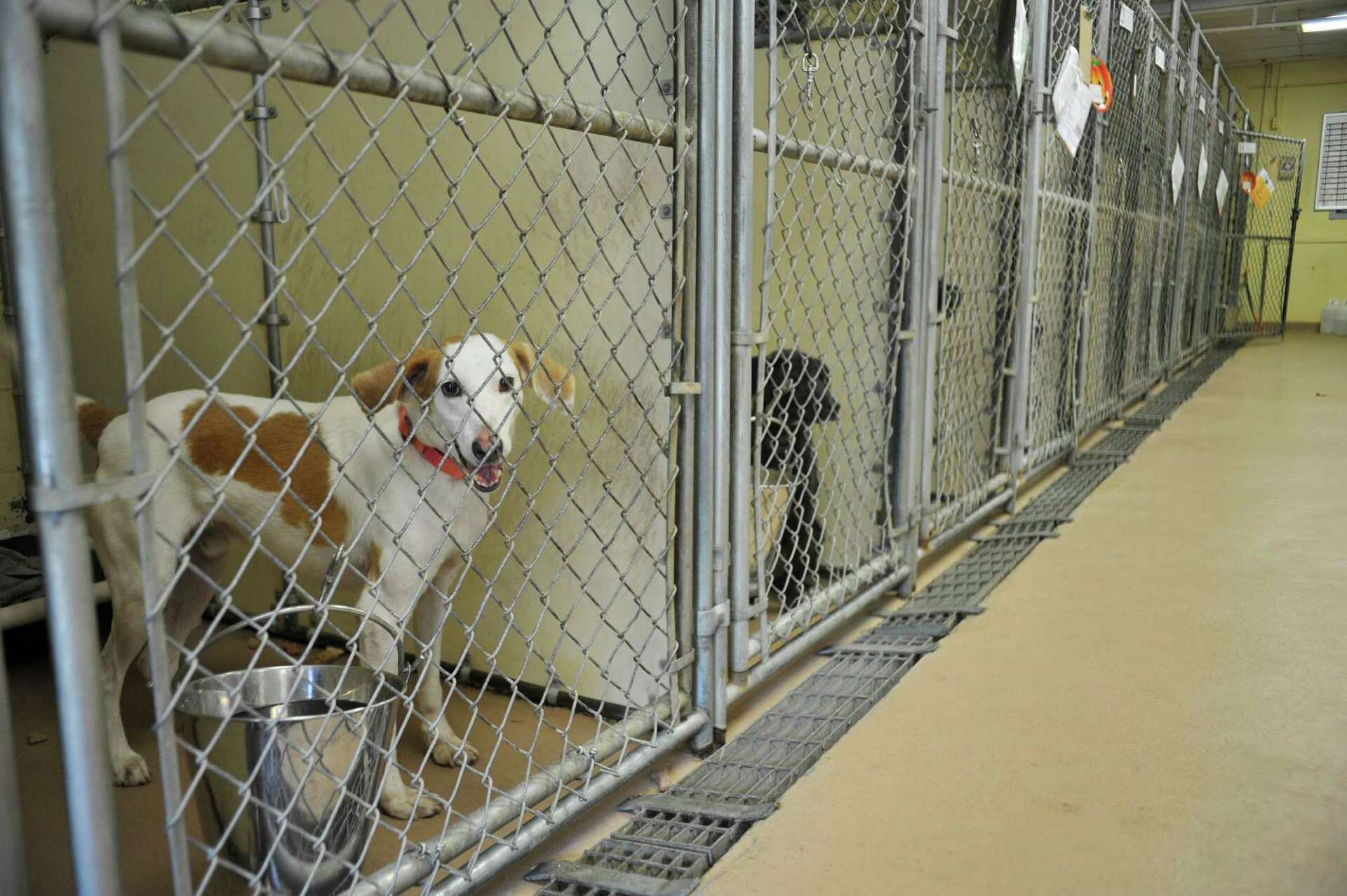 Humane Society has dogs to adopt from flooded SC