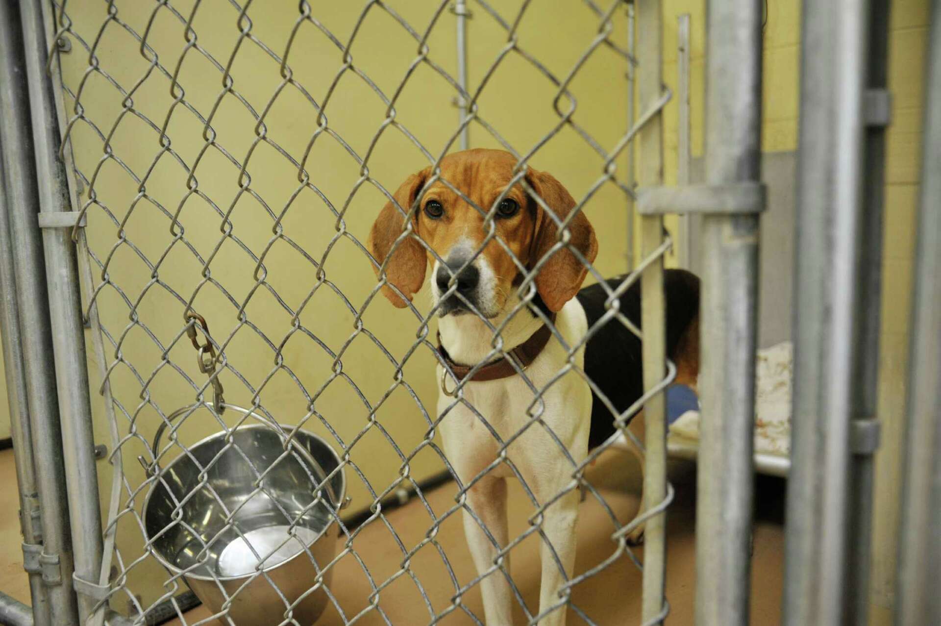 Humane Society has dogs to adopt from flooded SC