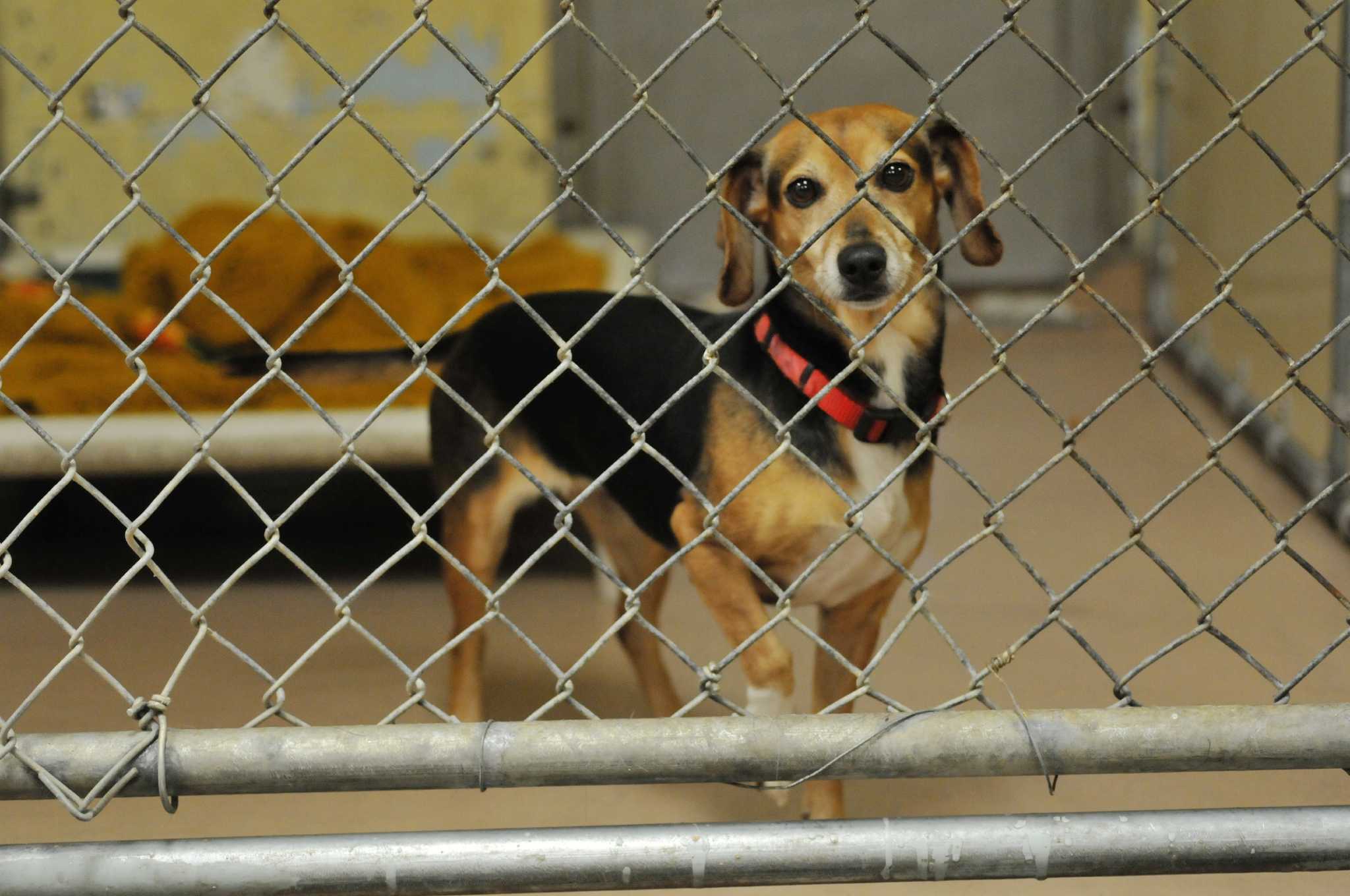 Humane Society has dogs to adopt from flooded SC