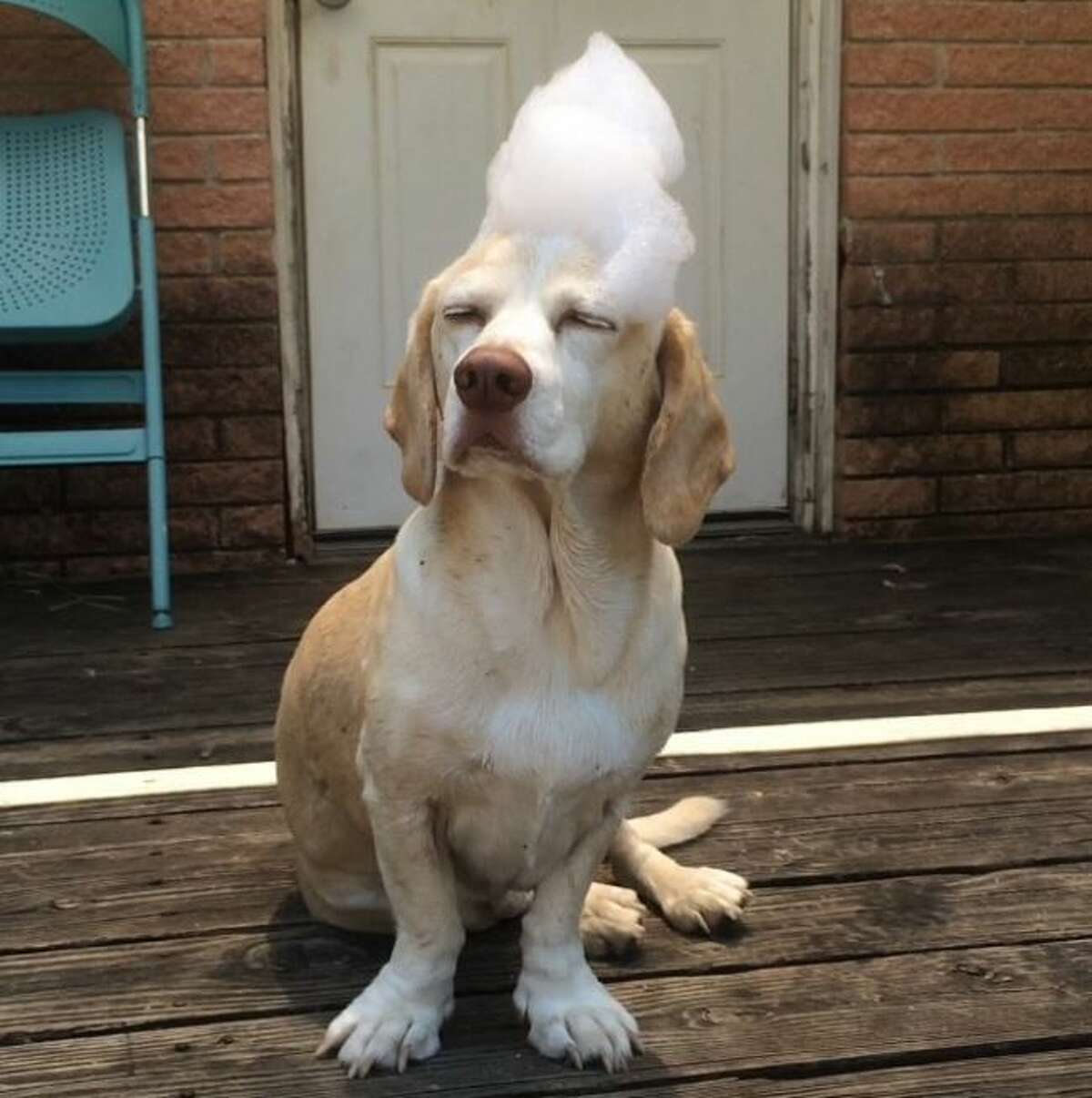 Meet the pizza-eating Beagle that wants to be Austin's first dog mayor