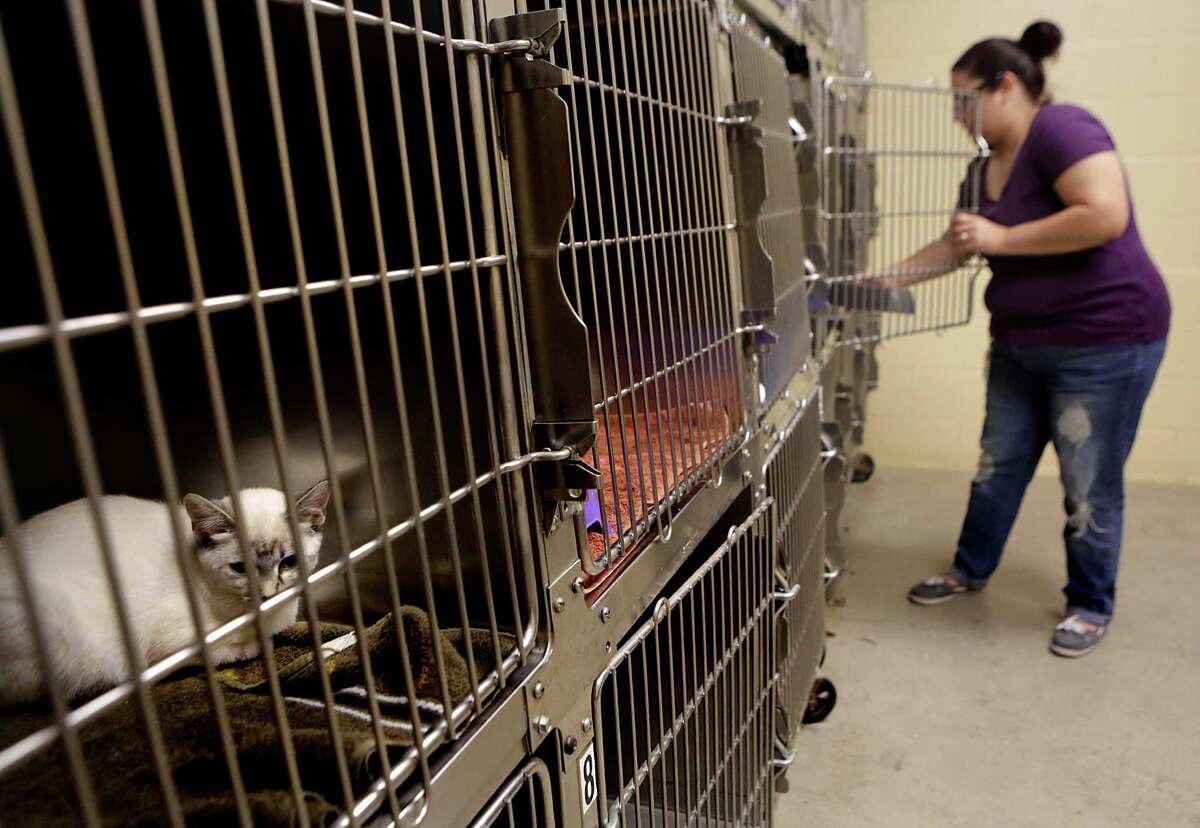 Schertz approves program to reduce high number of feral cats