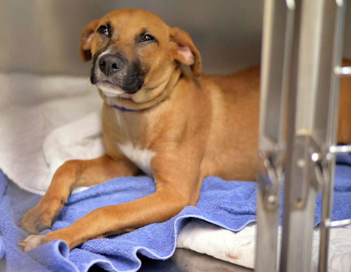 Humane Society has dogs to adopt from flooded S.C.