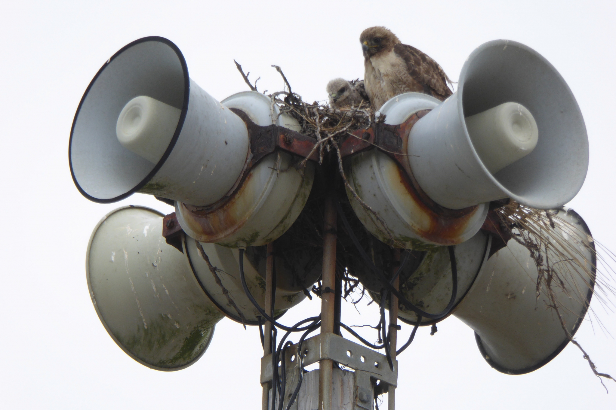 San Francisco turned off a warning siren for nesting hawk